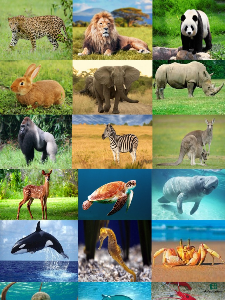 Animales Acuaticos y Terrestres | PDF