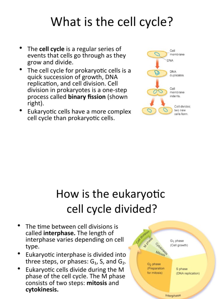 What Is The Cell Cycle? | PDF | Mitosis | Cell Cycle