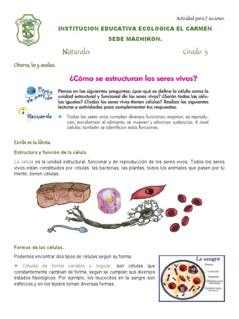 GUIA 1 Estructura Celular | PDF | Biología Celular) | Músculo