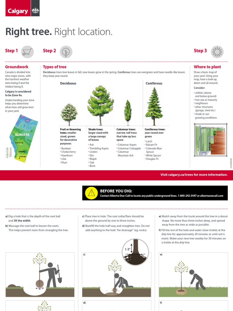 Right Tree Right Location | PDF | Pruning | Trees