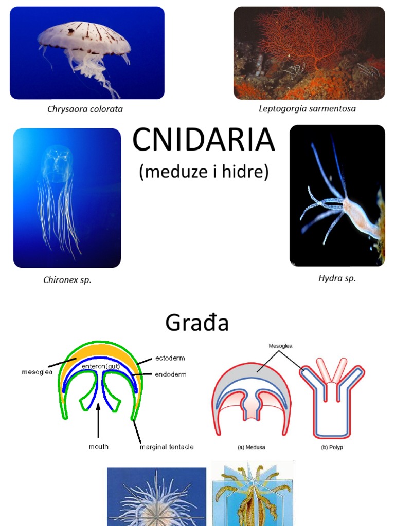 Cnidaria | PDF
