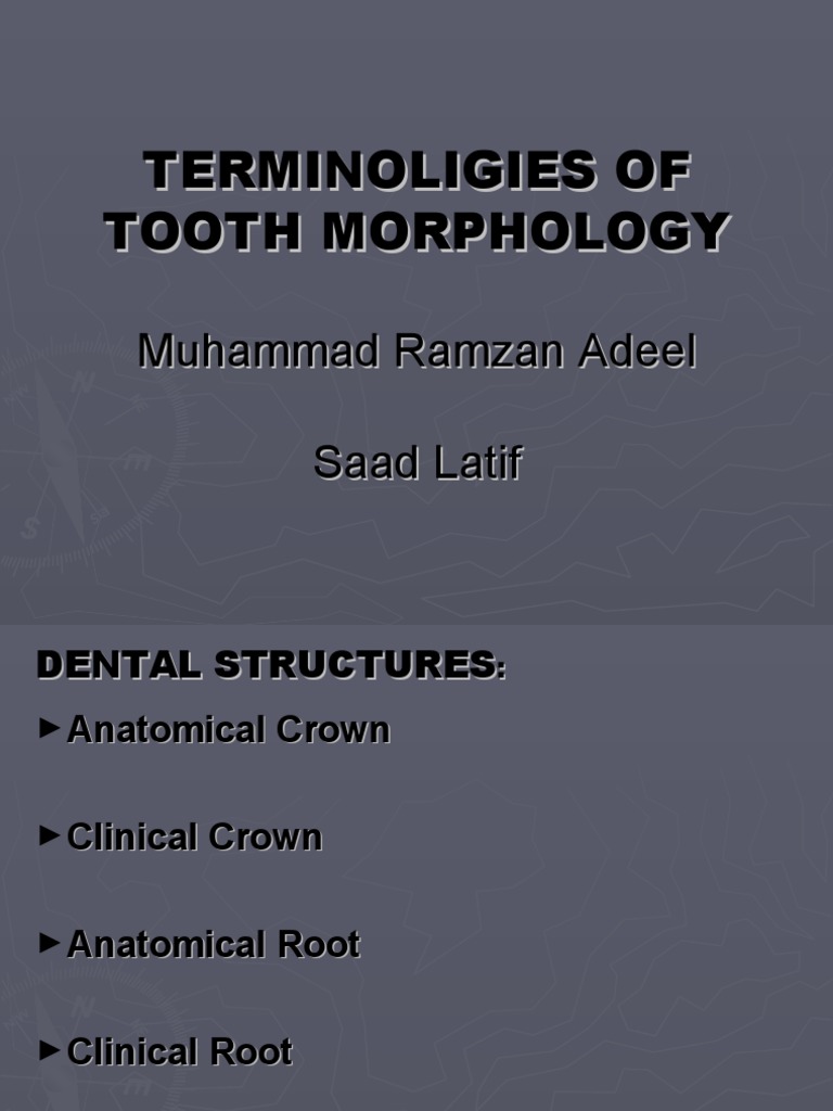 Terminoligies of Tooth Morphology | PDF | Anatomical Terms Of Location ...