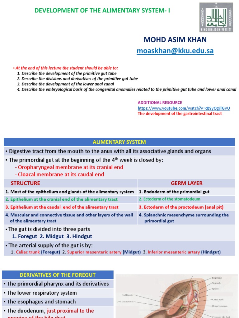 Development of The Alimentary System - I | PDF | Human Digestive System ...