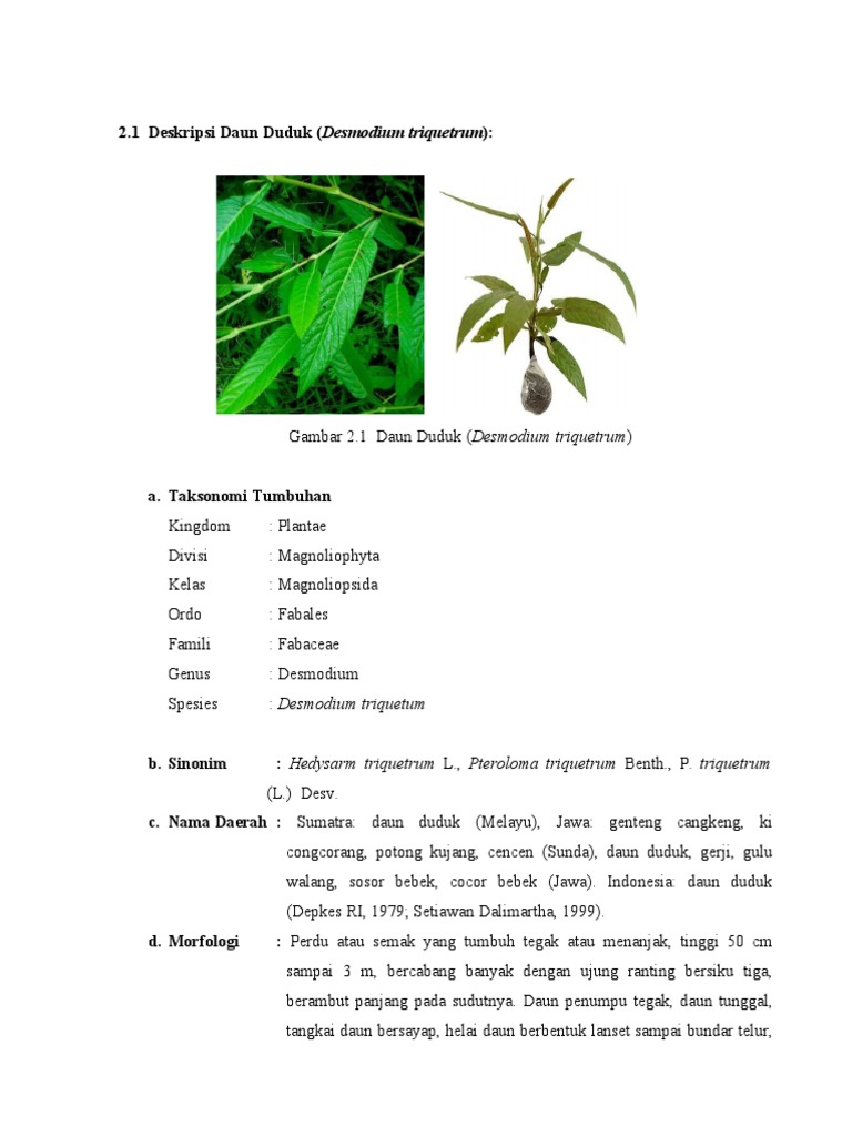 Daun Duduk (Desmodium Triquetrum) . | PDF