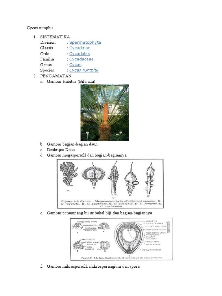 Deskripsi dan Morfologi Cycas Rumphii | PDF