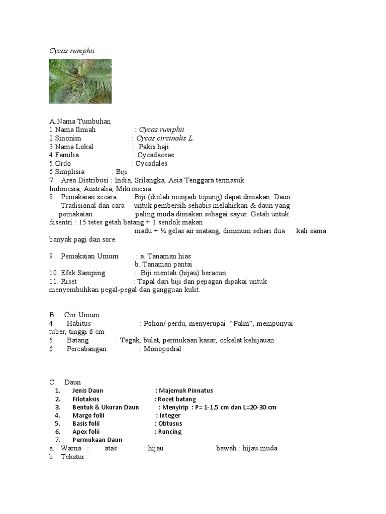 Karakteristik Cycas rumphii | PDF
