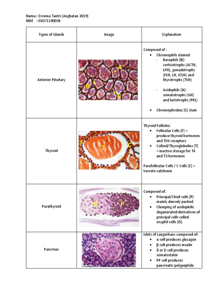 An In-Depth Look at the Major Endocrine Glands: A Comparison of Gland ...
