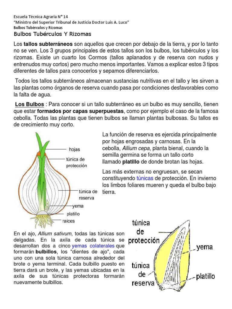 Tipos y Ejemplos de Bulbos Agrícolas | PDF | Bulbo | Tallo de la planta