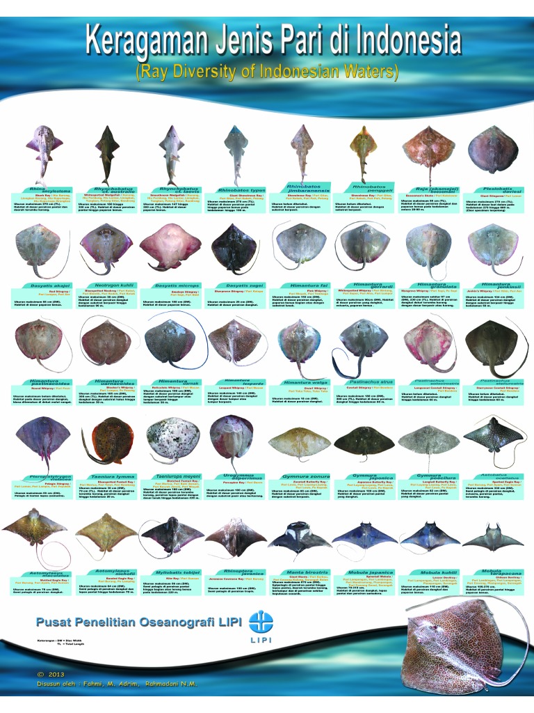Keragaman Jenis Pari Di Indonesia | PDF