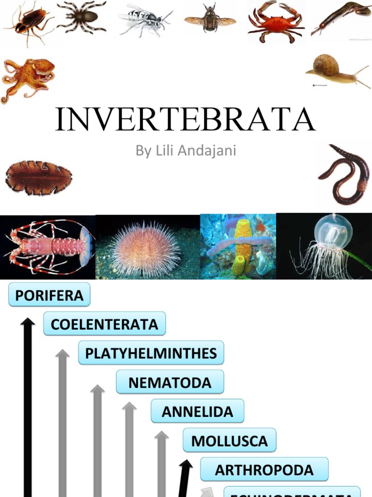Klasifikasi dan Ciri Hewan Invertebrata | PDF | Griya & Taman ...