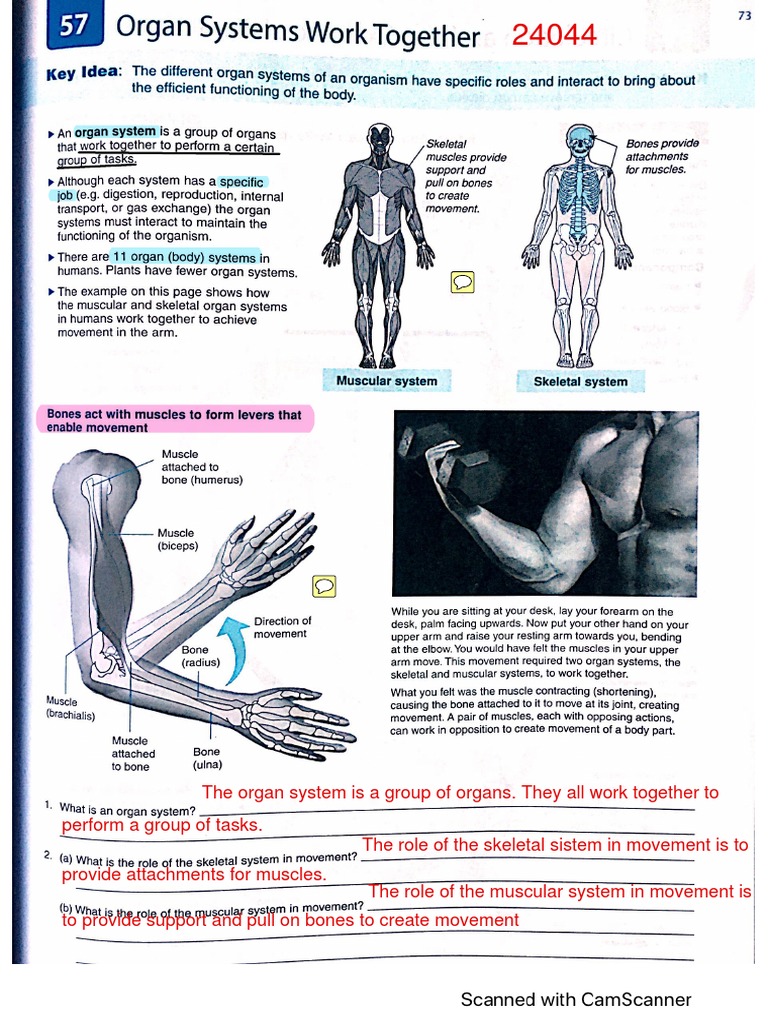 Organ Systems Work Together | PDF | Circulatory System | Blood