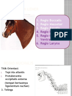 Regio Kepala Dan Leher Anatomi Topografi | PDF