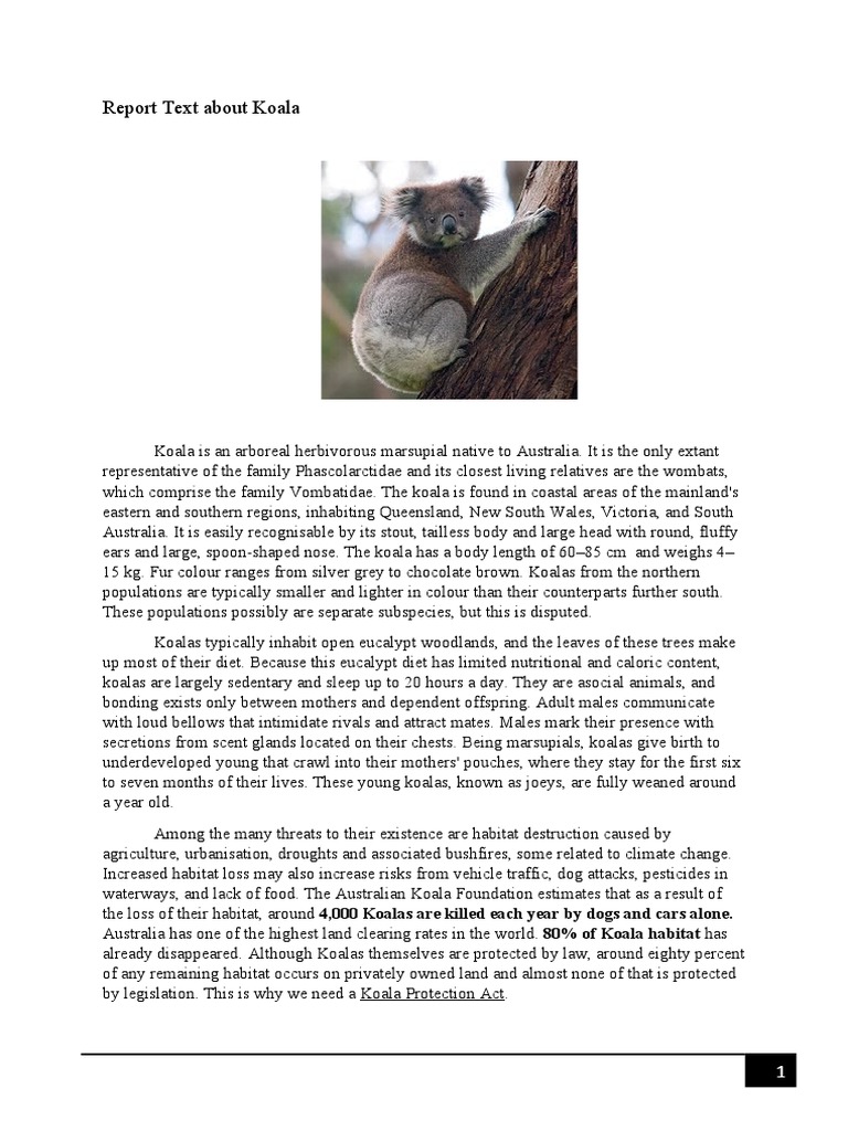 Report Text About Koala | PDF