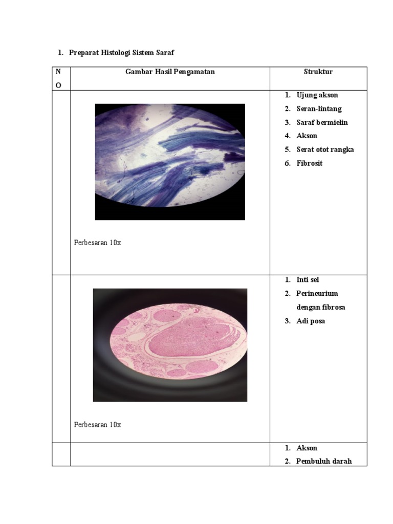 Gambar Preparat Histologi | PDF