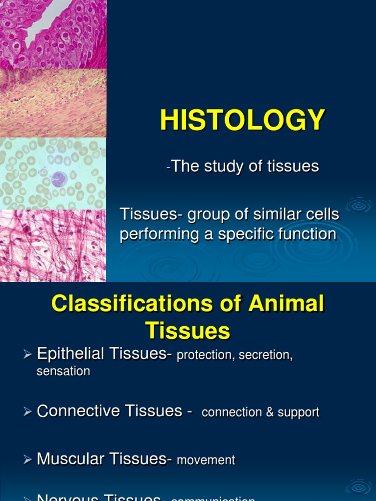 Histology: The Study of Tissues | PDF | Epithelium | Myocyte