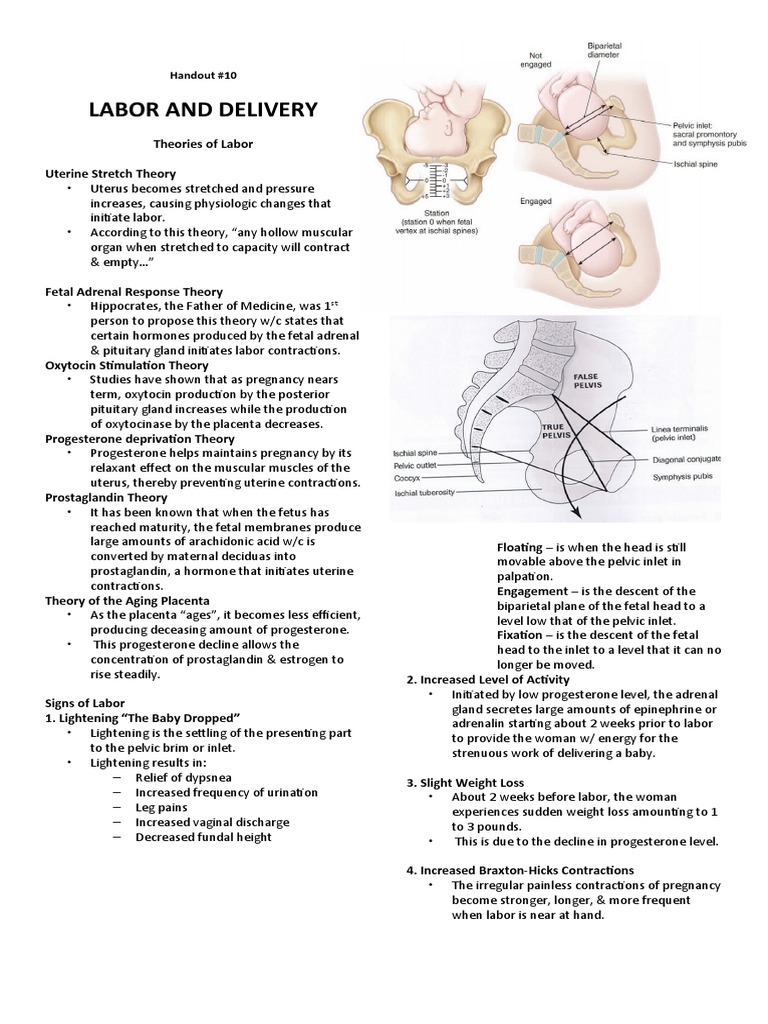 Handout # 10 | PDF | Pelvis | Childbirth