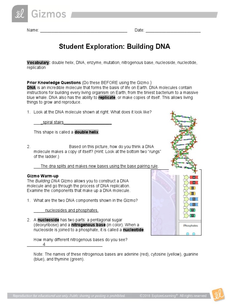 Student Exploration: Building DNA | PDF | Dna Replication | Dna