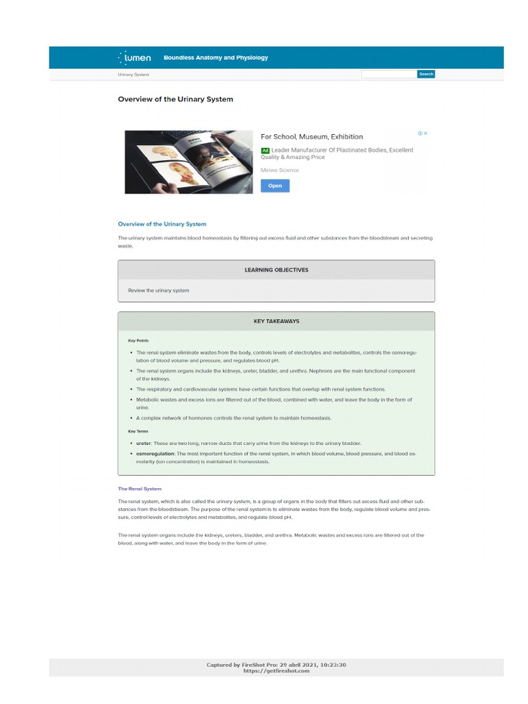 Overview of The Urinary System | PDF | Urinary System | Kidney