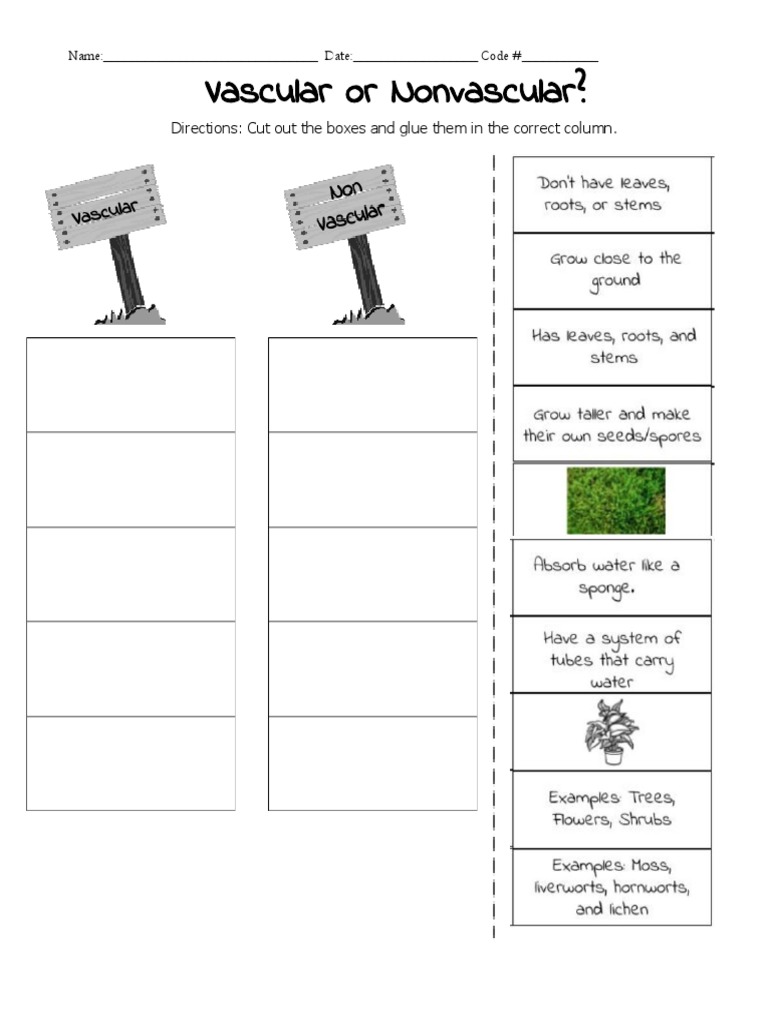 Vascular vs Nonvascular Plant Sorting Activity | PDF