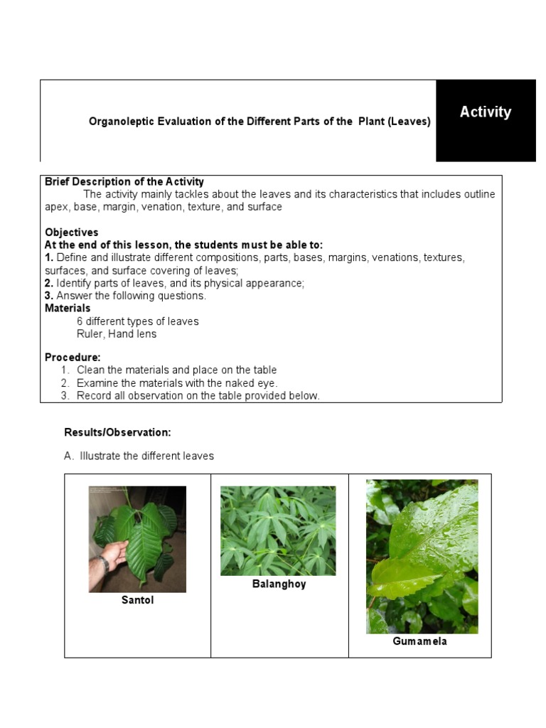 Organoleptic Evaluation (Leaves) | PDF | Leaf | Plants