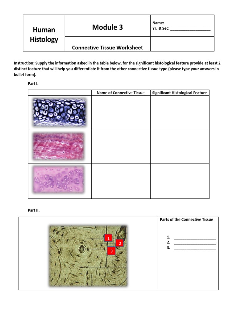 Connective Tissue Worksheet and Lab Guide | PDF