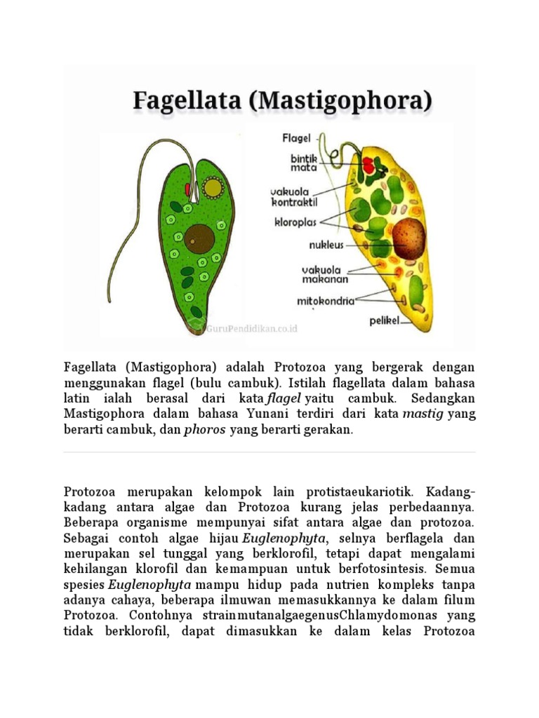 Protozoa Flagellata dan Peranannya | PDF