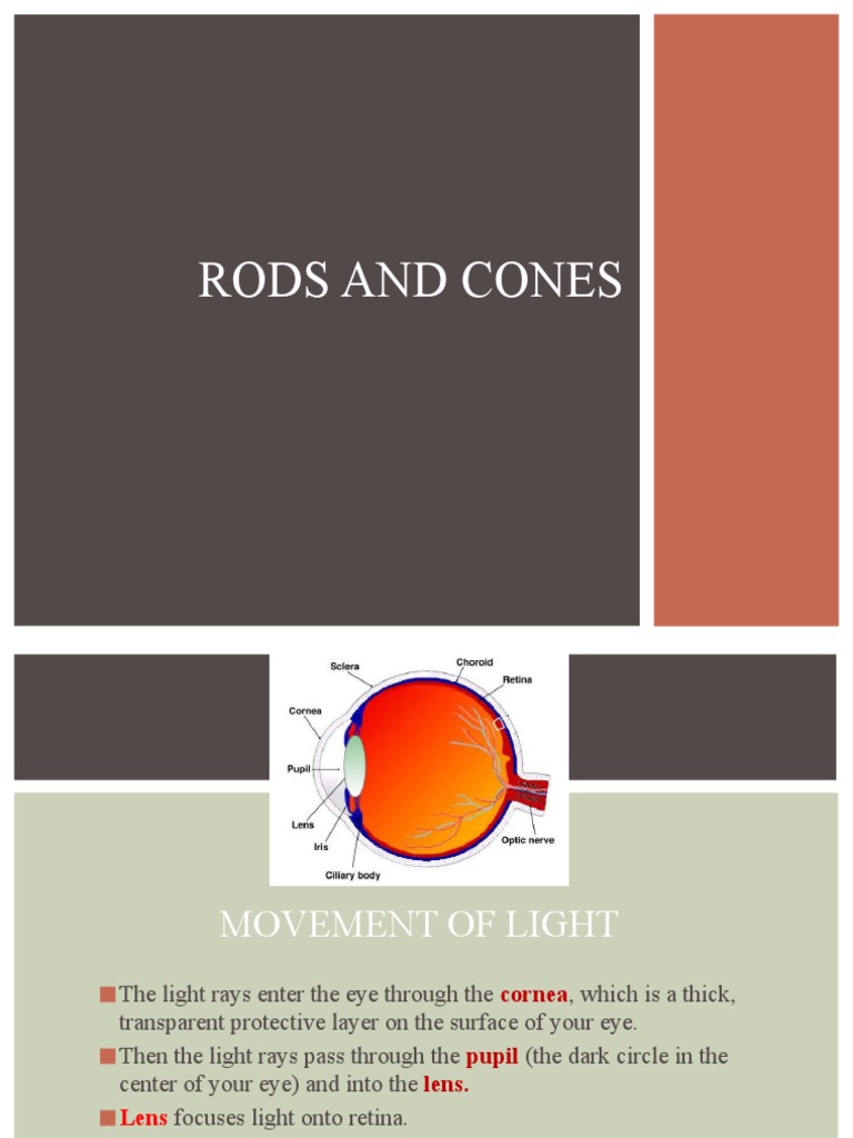 Understanding Rods and Cones in Vision | PDF | Language Arts & Discipline