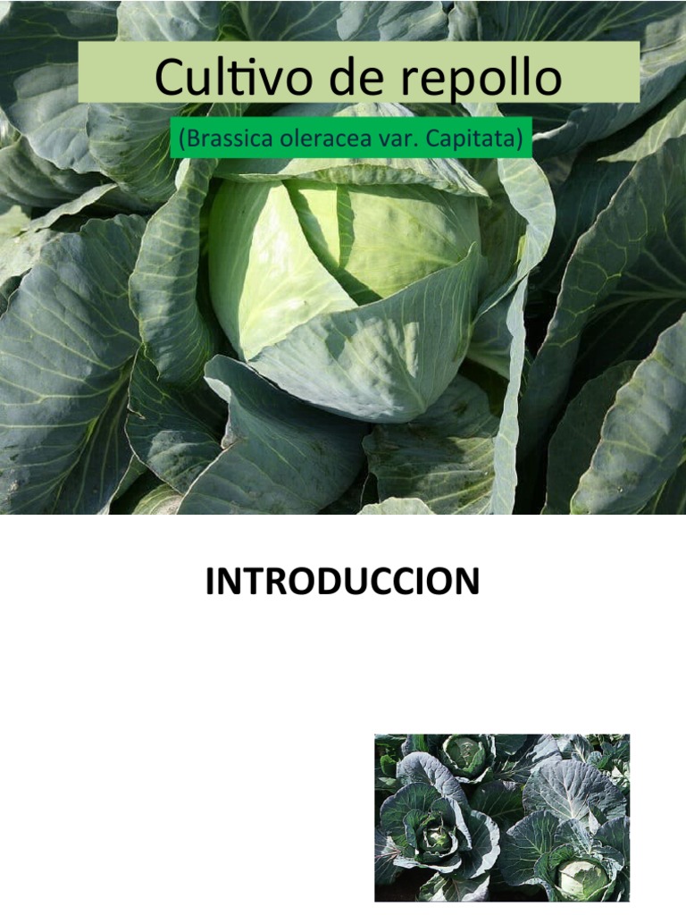 Cultivo de Repollo | PDF | Repollo | Siembra