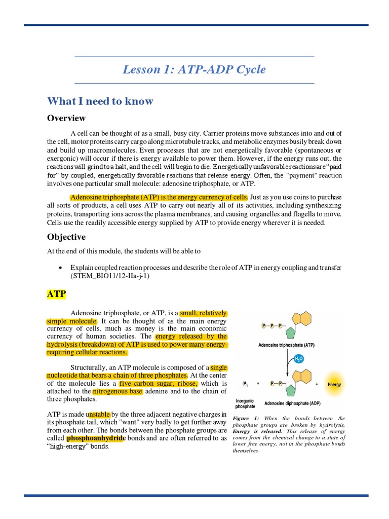 2q Lesson 1 Atp Adp Cycle Pdf Adenosine Diphosphate Adenosine