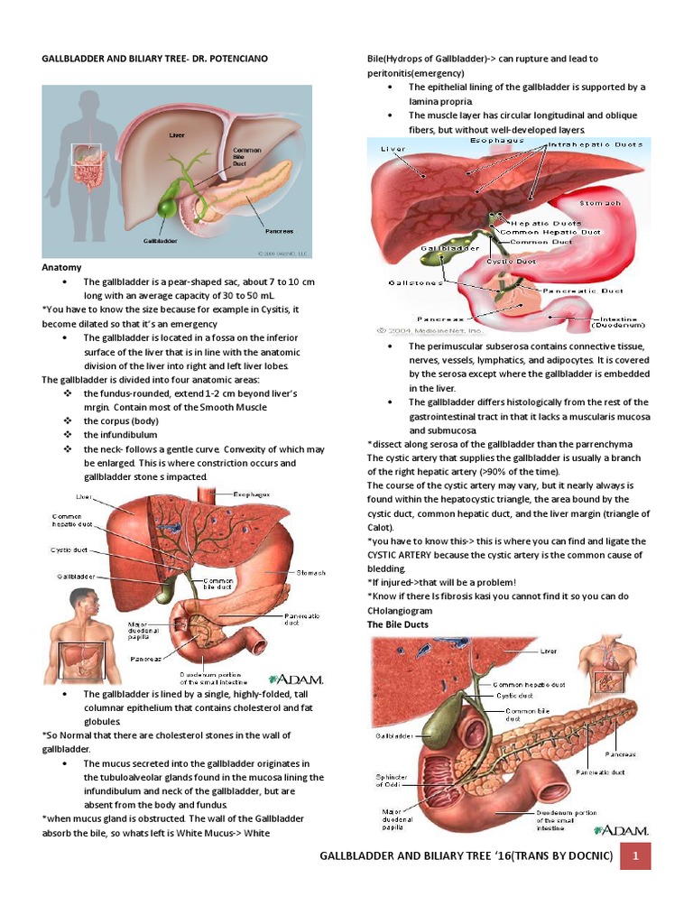 Gallbladder Anatomy and Biliary Tree | PDF | Gallbladder | Bile