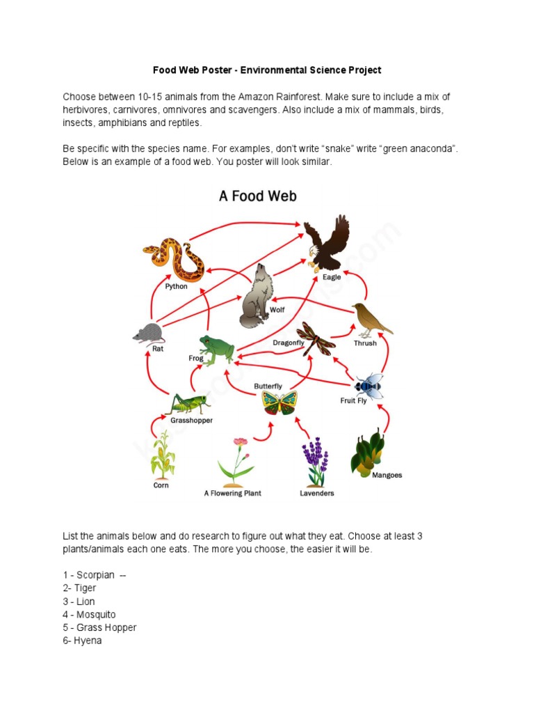 Food Web Project | PDF | Home & Garden | Wellness