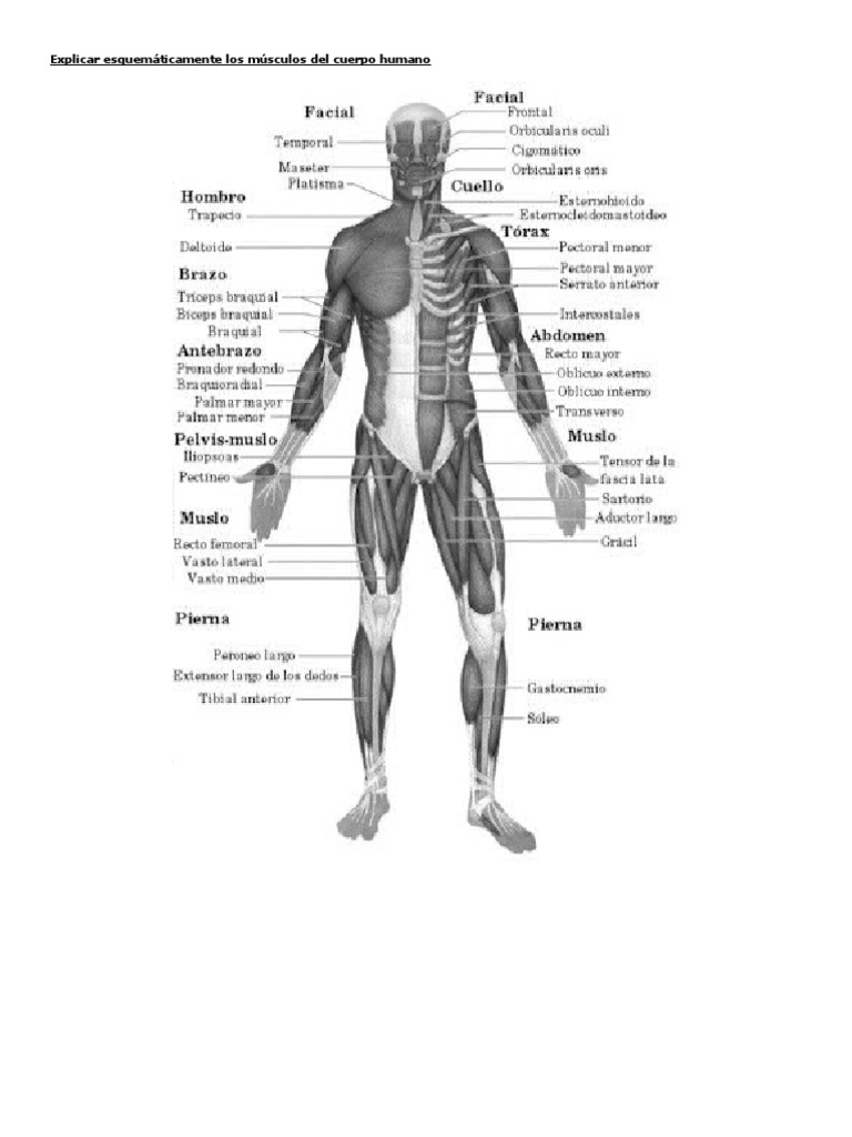 Explicar Esquemáticamente Los Músculos Del Cuerpo Humano | PDF | Mano | Pie