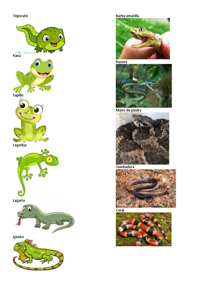 Reptiles Collage | PDF