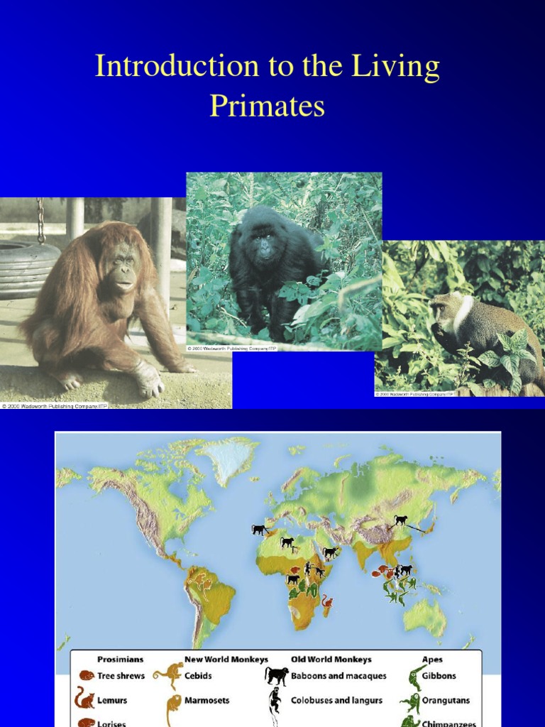 Ppt6 Intro To Living Primates Onlinecomp RevSP16 | PDF | Orangutan ...