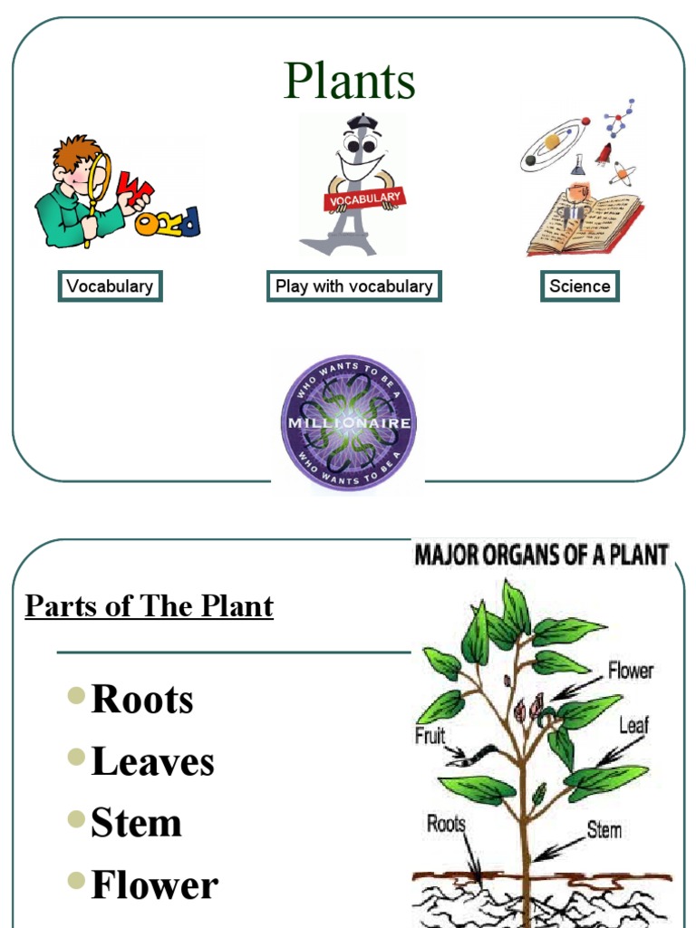 Plant Vocabulary for 2nd Cycle Learners | PDF