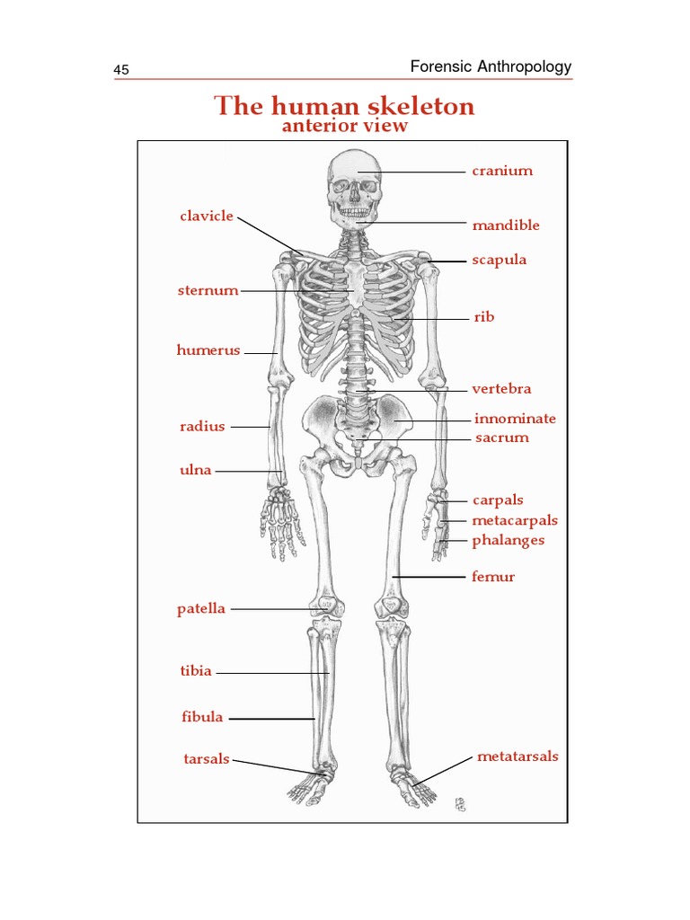 The Human Skeleton: Anterior View | PDF