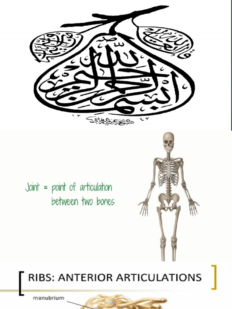 Muscular Presentation of Anatomy First Class For Rokhan University | PDF