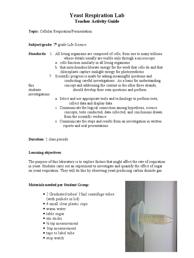 Yeast Respiration Lab: Teacher Activity Guide | PDF | Cellular ...