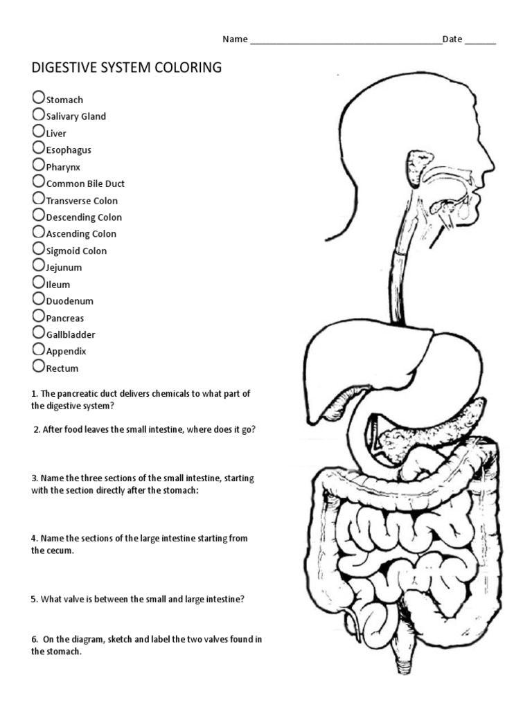 Digestive System Coloring Activity | PDF | Wellness