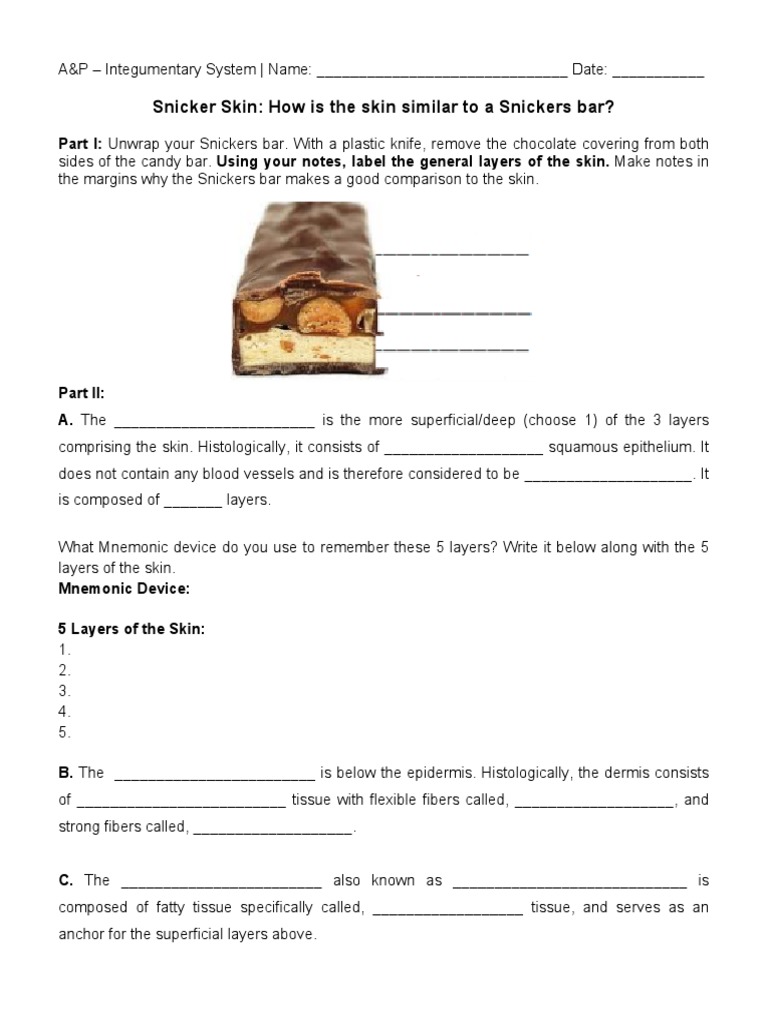 Snicker Skin: How Is The Skin Similar To A Snickers Bar? | PDF