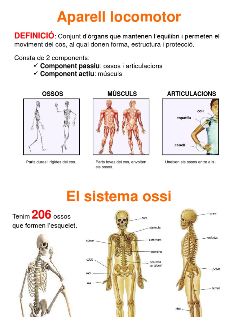 Aparell Locomotor | PDF