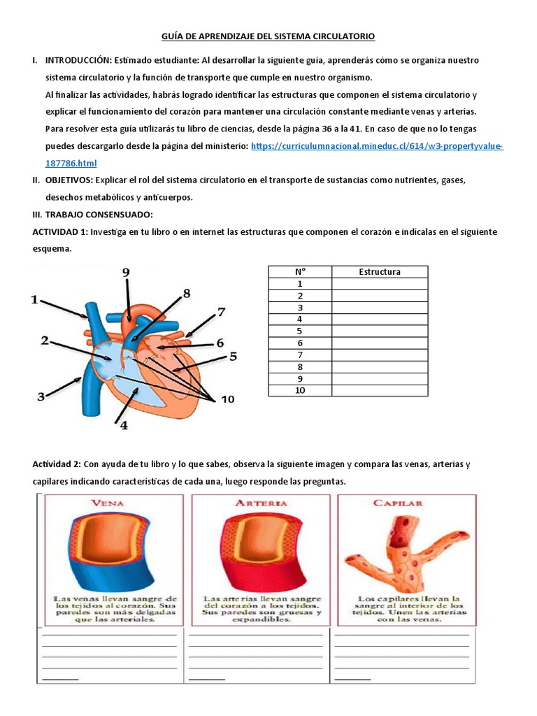 GUÍA DE APRENDIZAJE - SISTEMA Circulatorio | PDF | Sistema circulatorio ...
