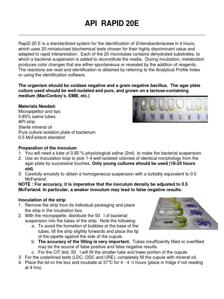 Api Rapid 20e Pdf Organisms Microbiology