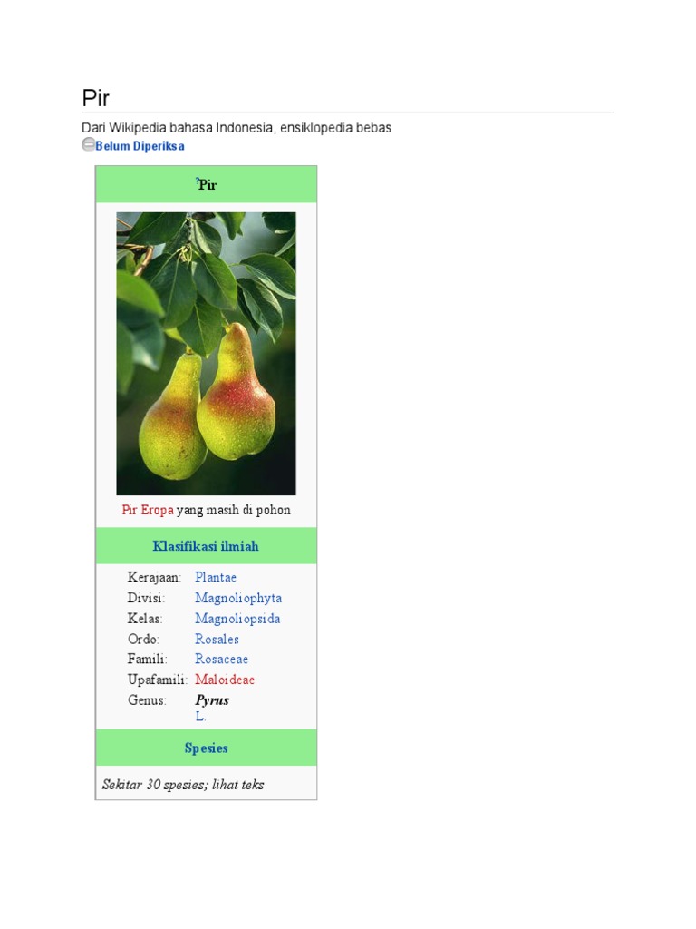 Buah Pir | PDF