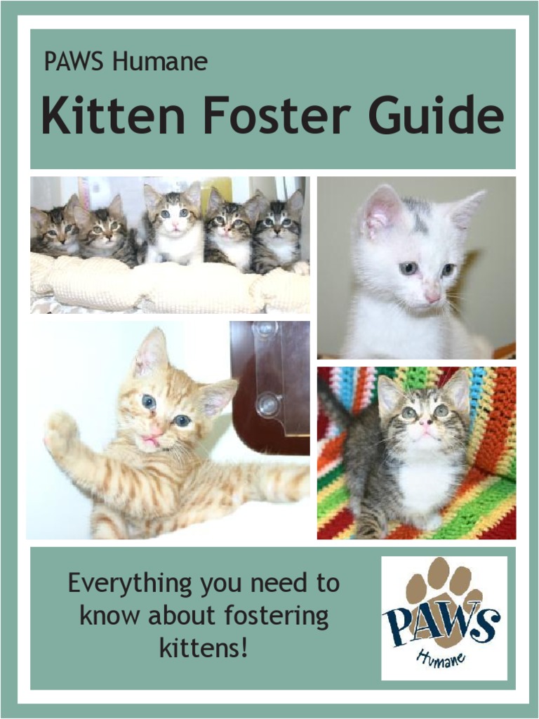 Kitten Foster Guide | PDF | Kitten | Cats