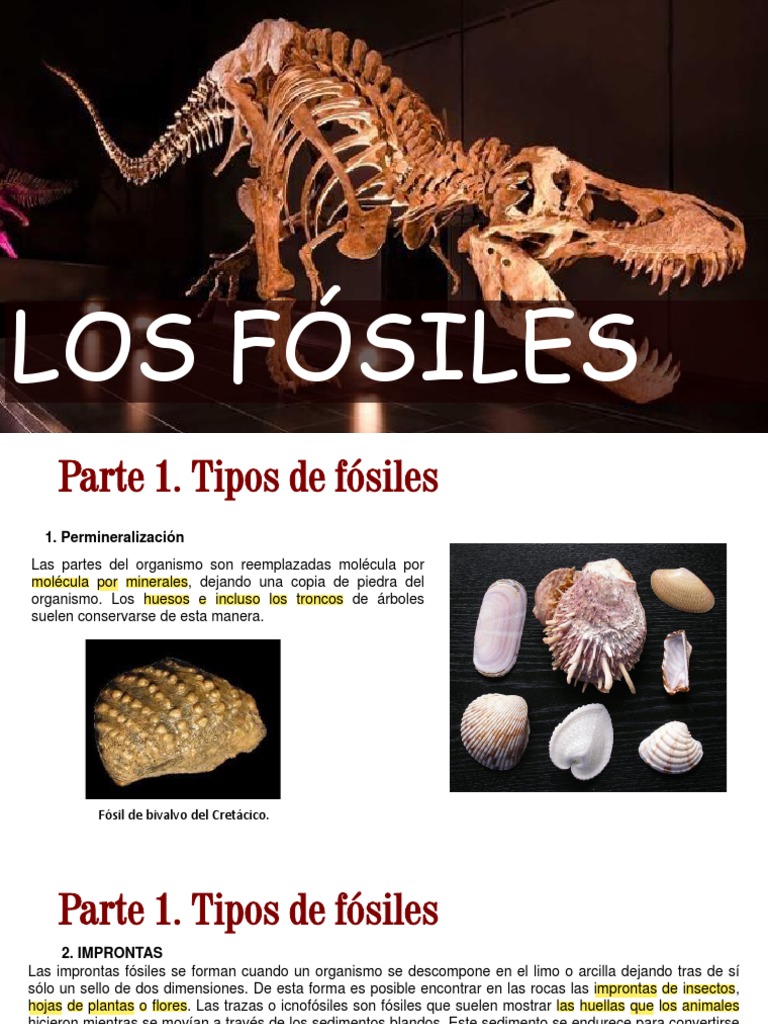 9° Laboratorios - Los Fósiles | PDF | Fósil | Paleontología