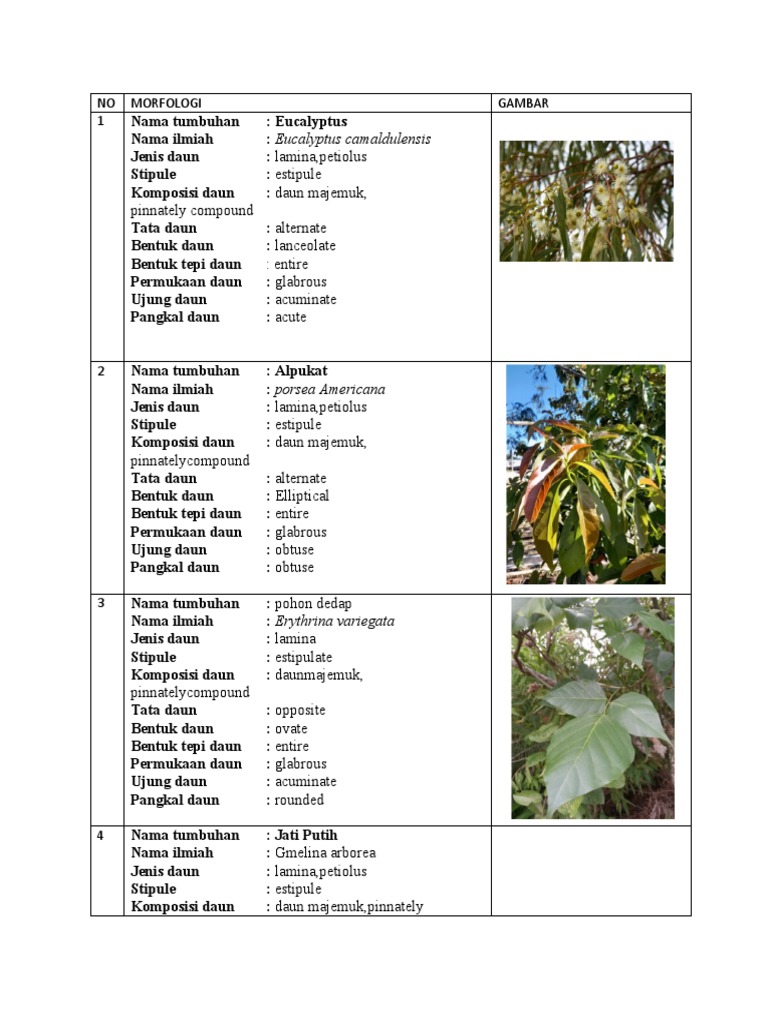 MORPHOLOGICAL CHARACTERISTICS OF TREE LEAVES | PDF