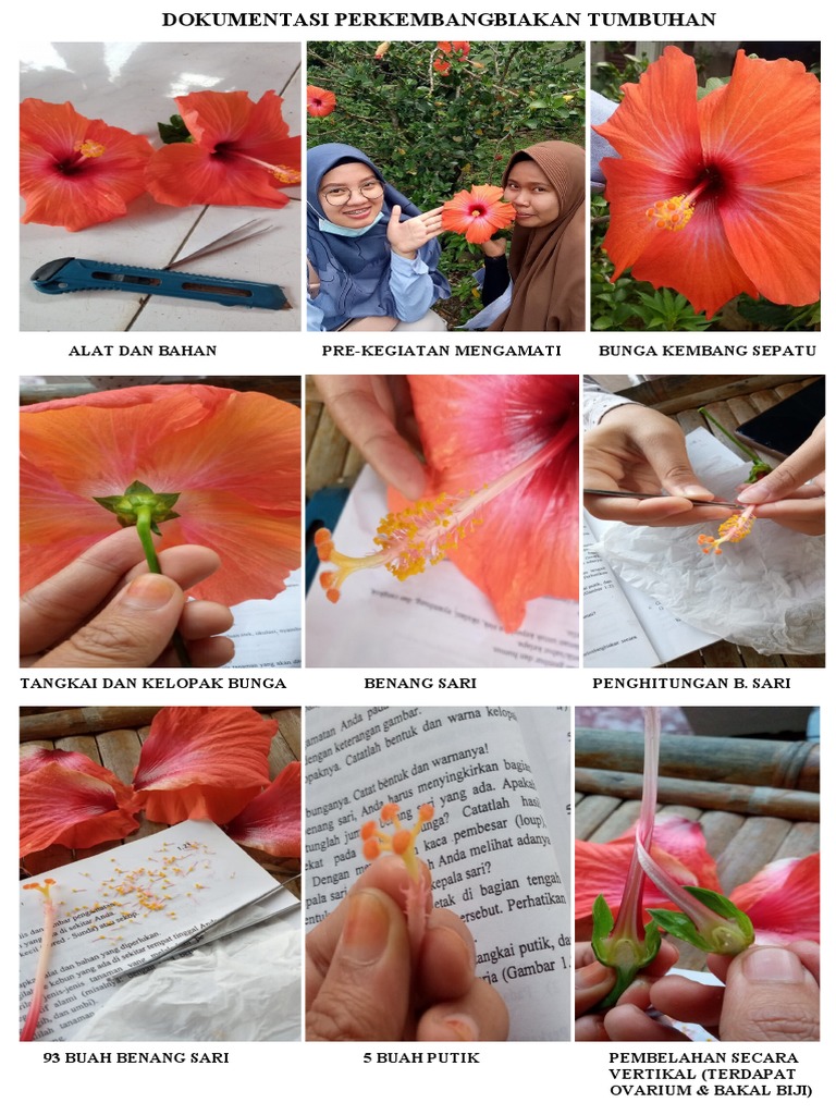Pertumbuhan Dan Perkembangan Bunga | PDF