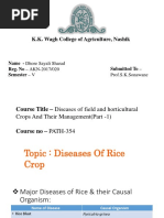 False Smut - IRRI Rice Knowledge Bank | PDF | Rice | Seed
