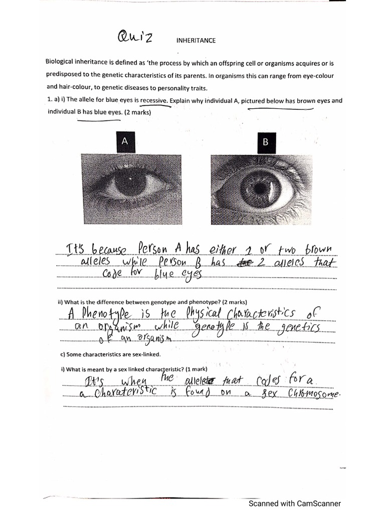 Inheritance and Cystic Fibrosis Quiz | PDF